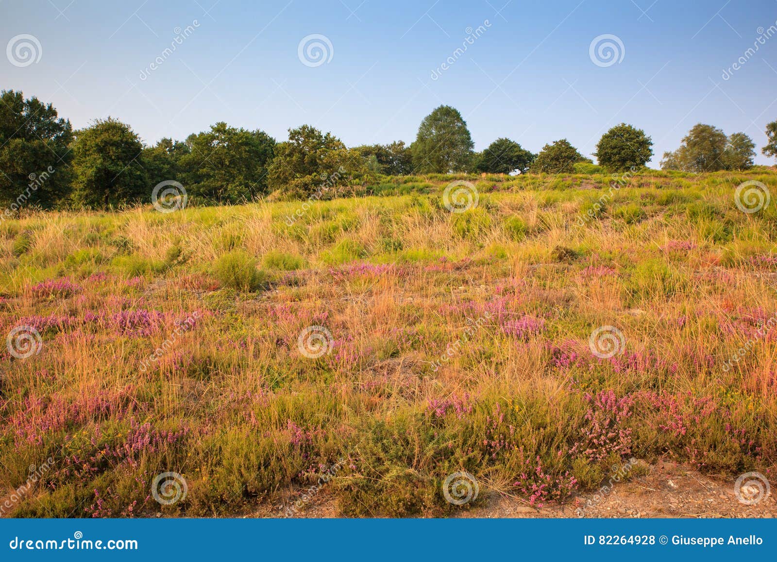 Heather Flowers in the Spanish Countryside Stock Photo - Image of ...