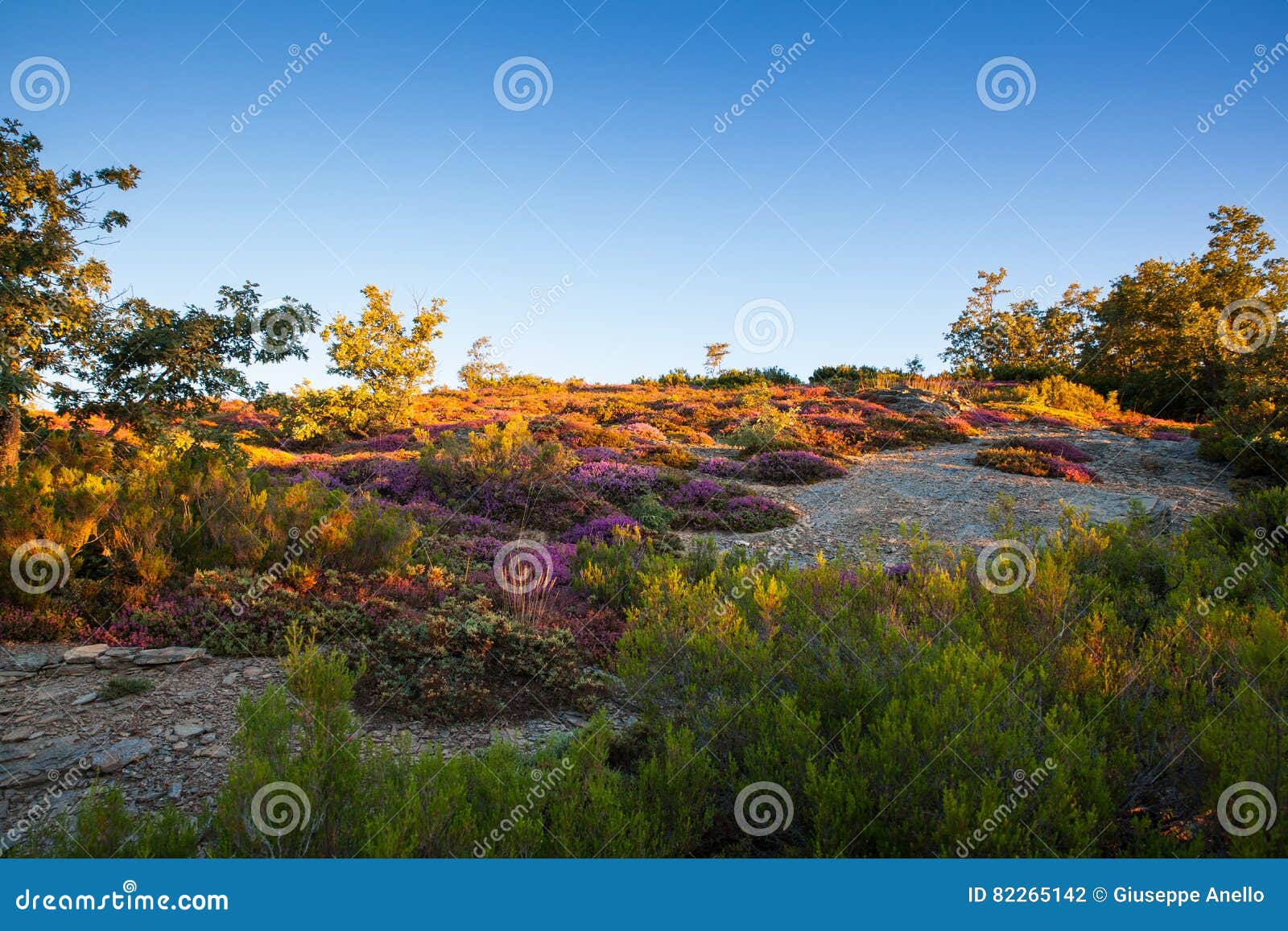 Heather Flowers in the Spanish Countryside Stock Photo - Image of shrub ...