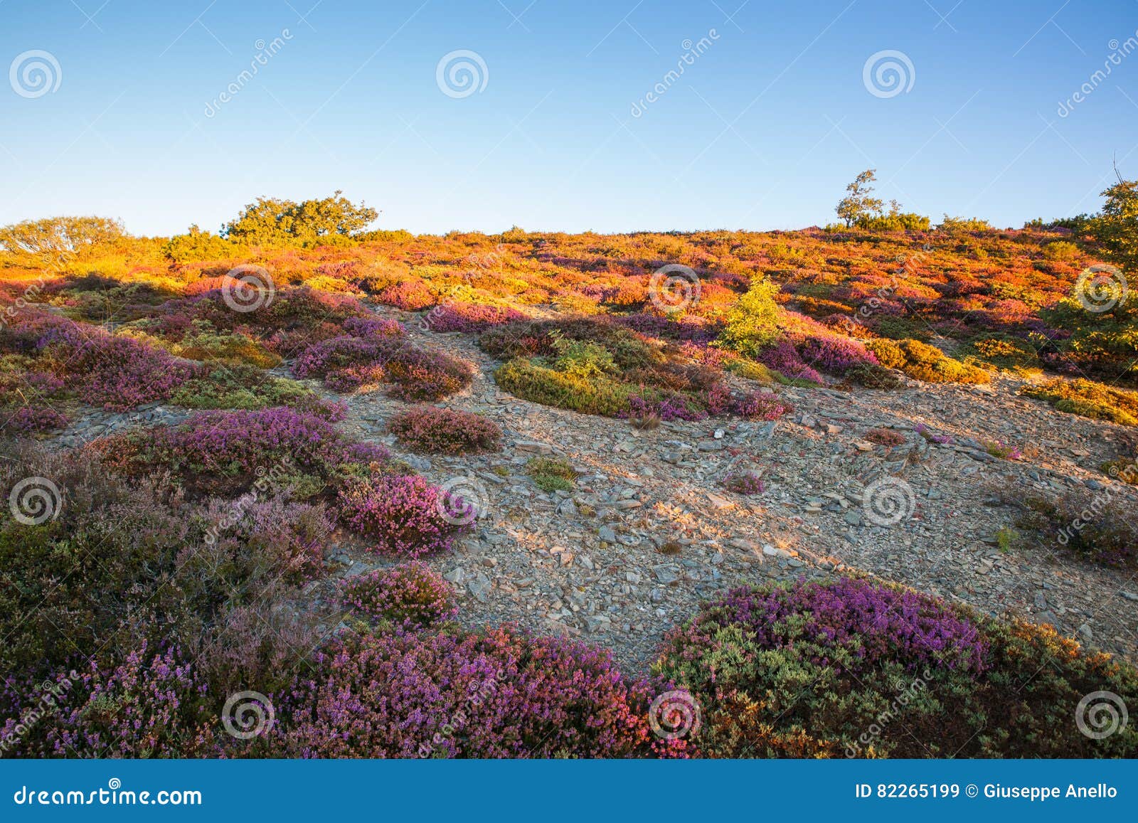 Heather Flowers in the Spanish Countryside Stock Image - Image of ...