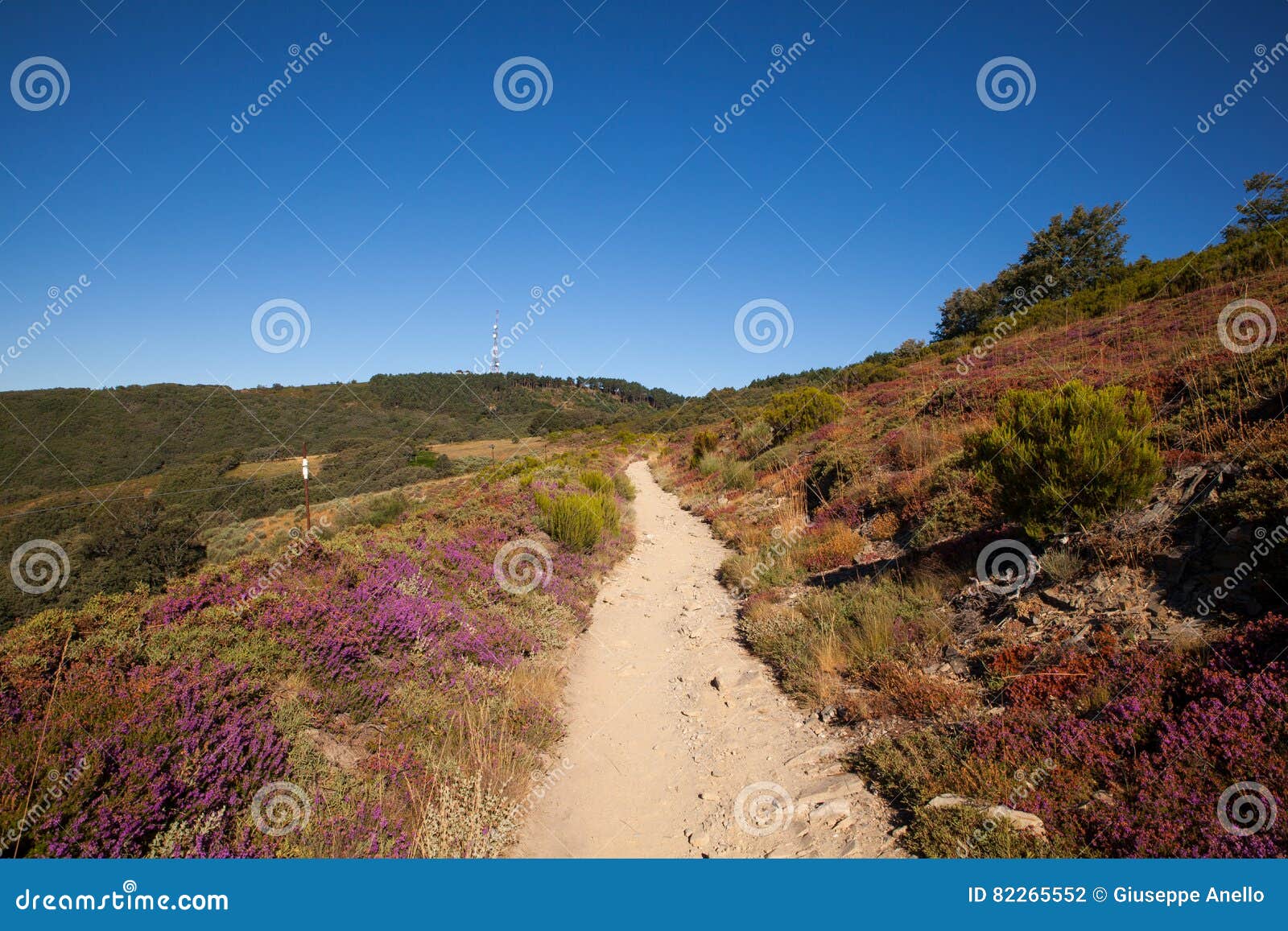 Heather Flowers in the Spanish Countryside Stock Photo - Image of ...