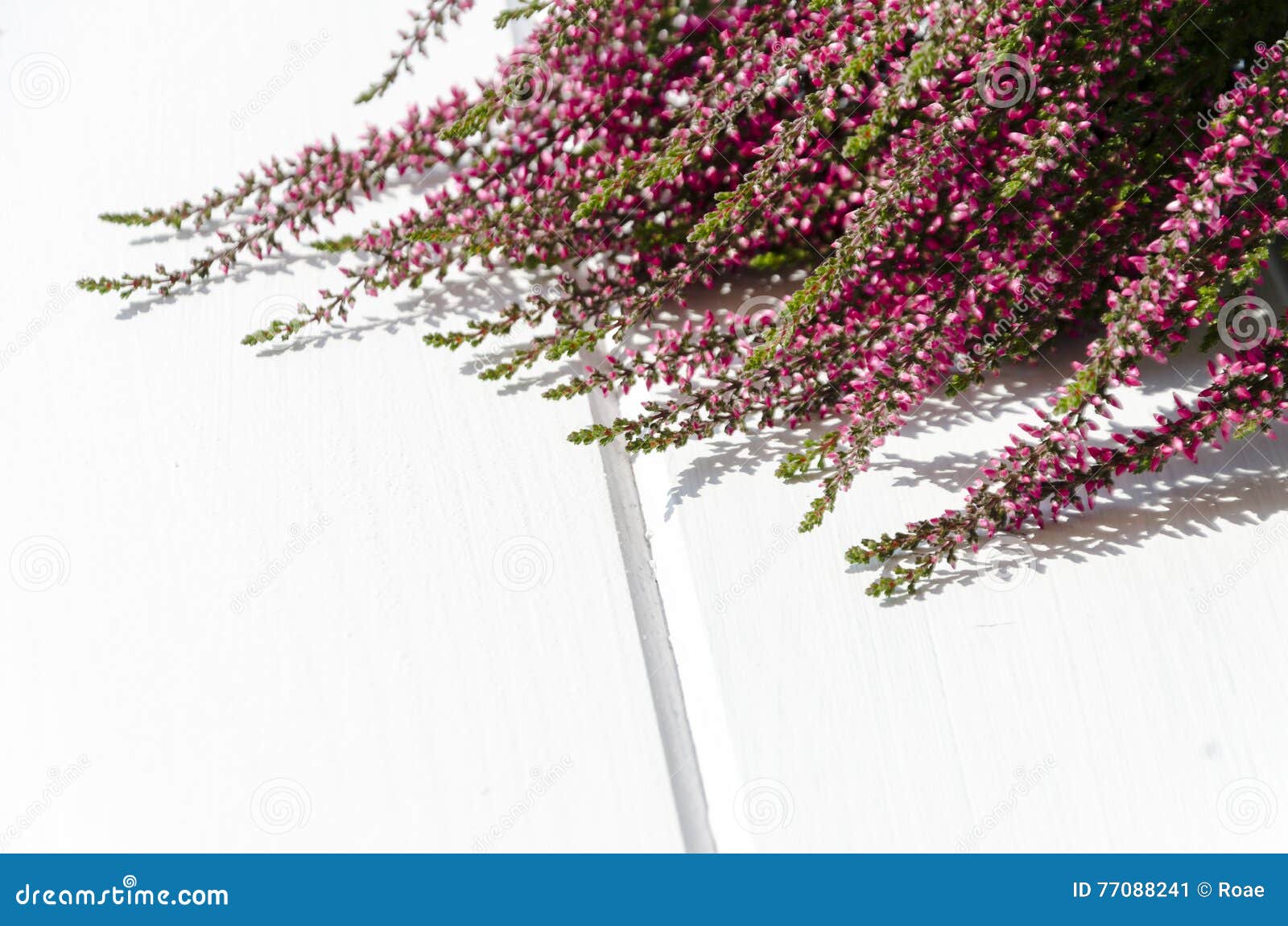 Heather Flowers on White Background with Copy Space Stock Image - Image ...
