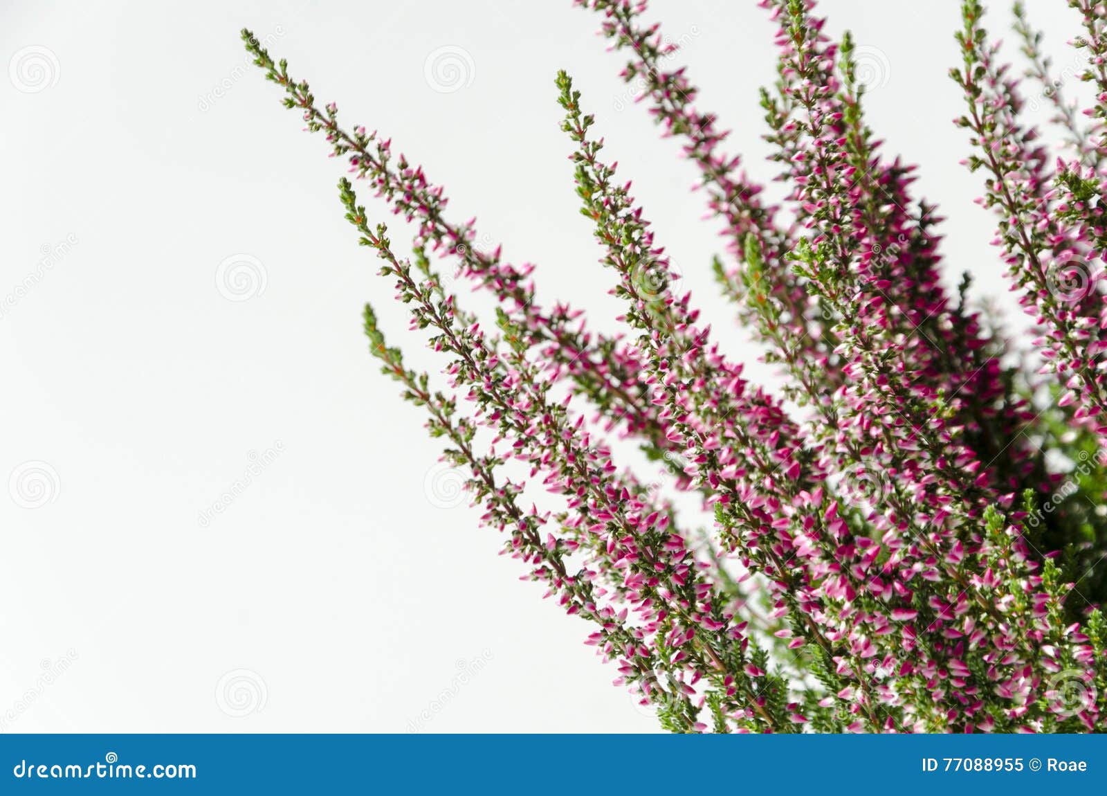 Heather Flowers on White Background with Copy Space Stock Image - Image ...