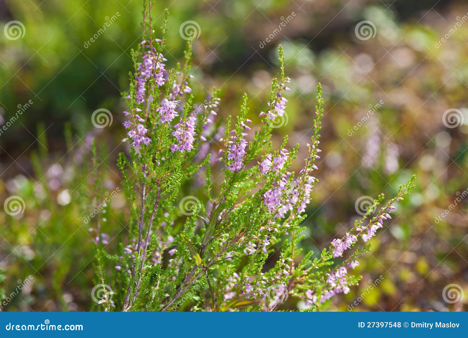Heather in forest stock photo. Image of petal, beauty - 27397548