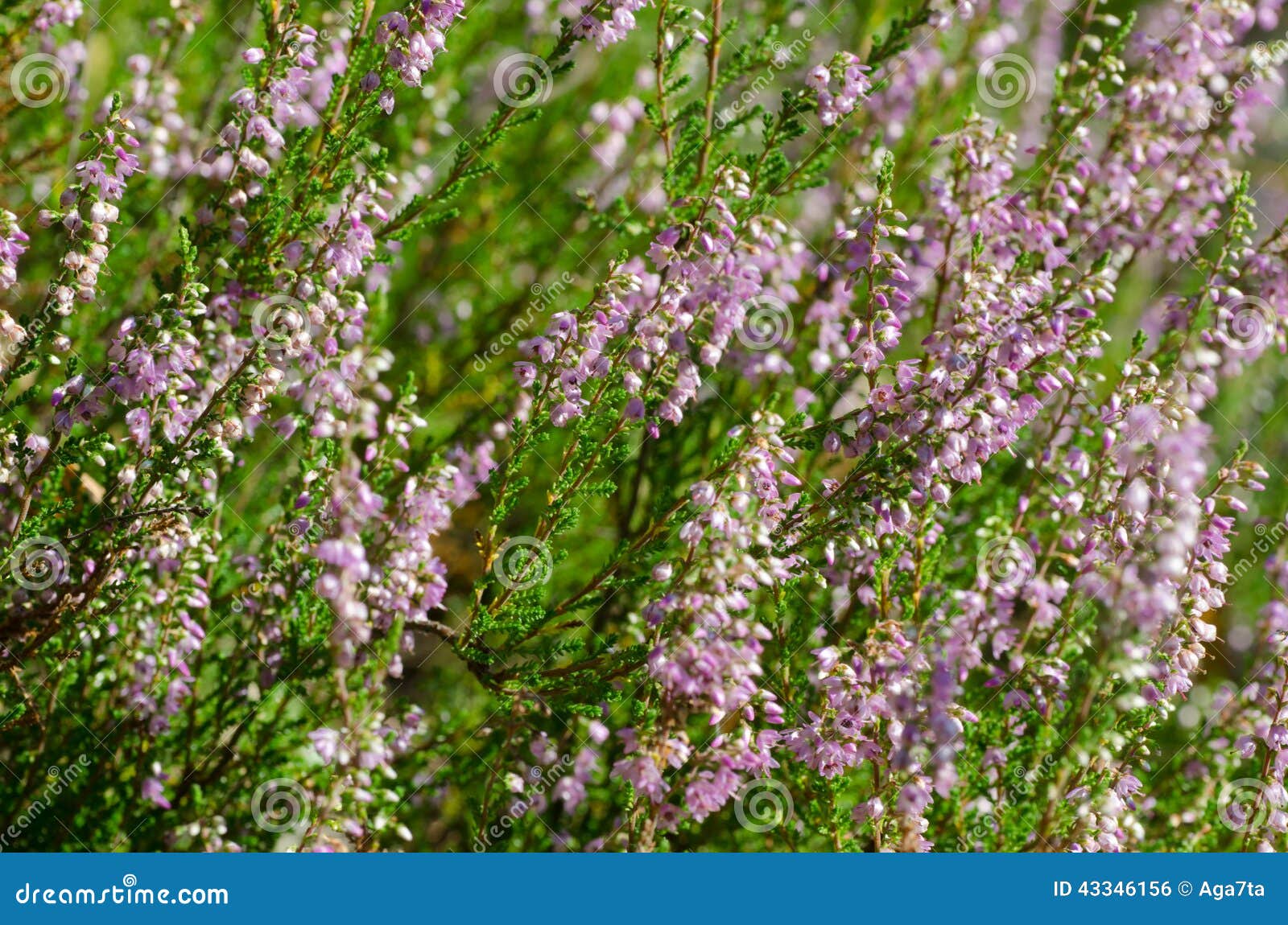 Heather in forest stock photo. Image of flower, plant - 43346156