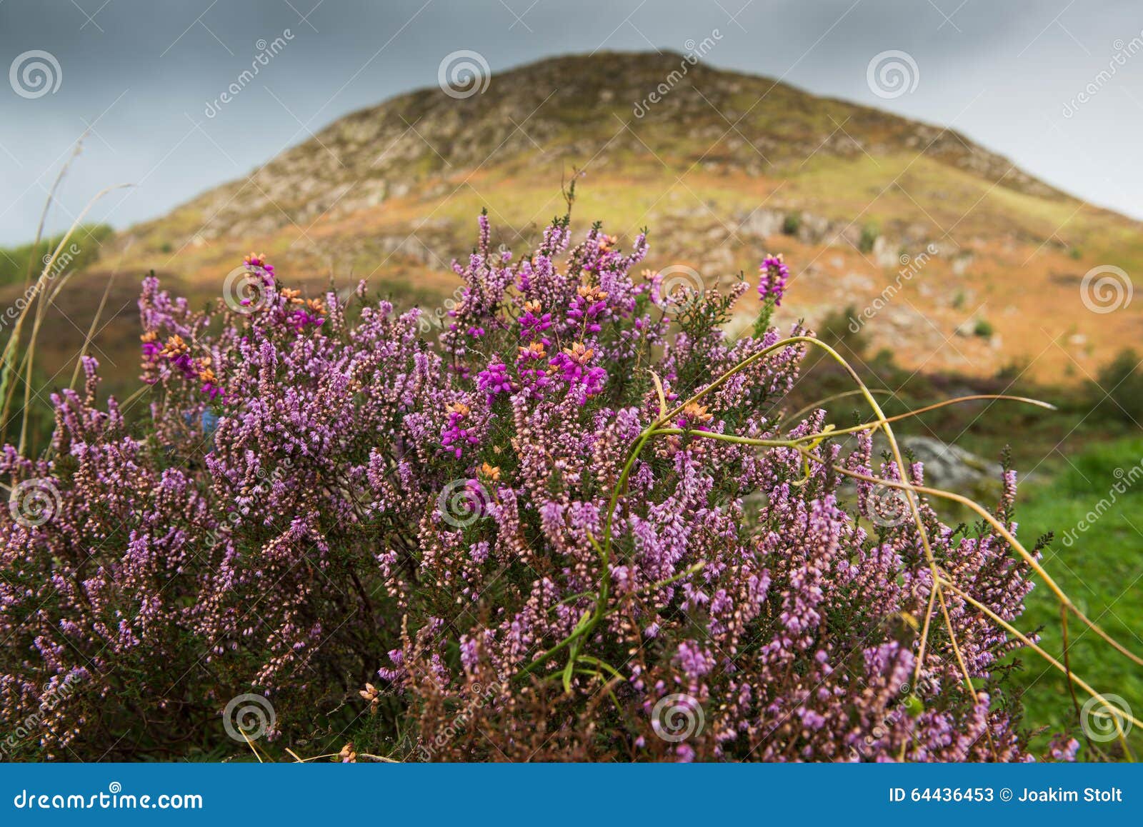 Heather in Front of a Mountain Stock Image - Image of travel, britain ...