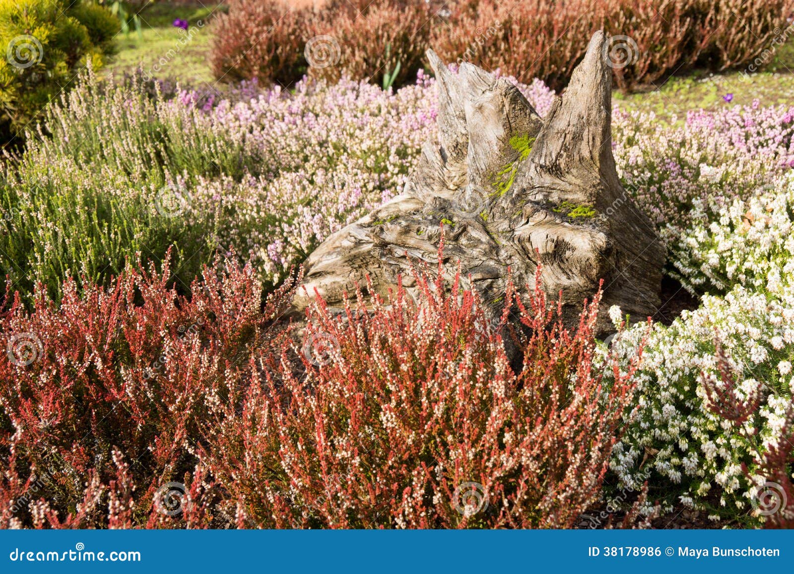 Heather garden stock photo. Image of white, trunk, gardener - 38178986