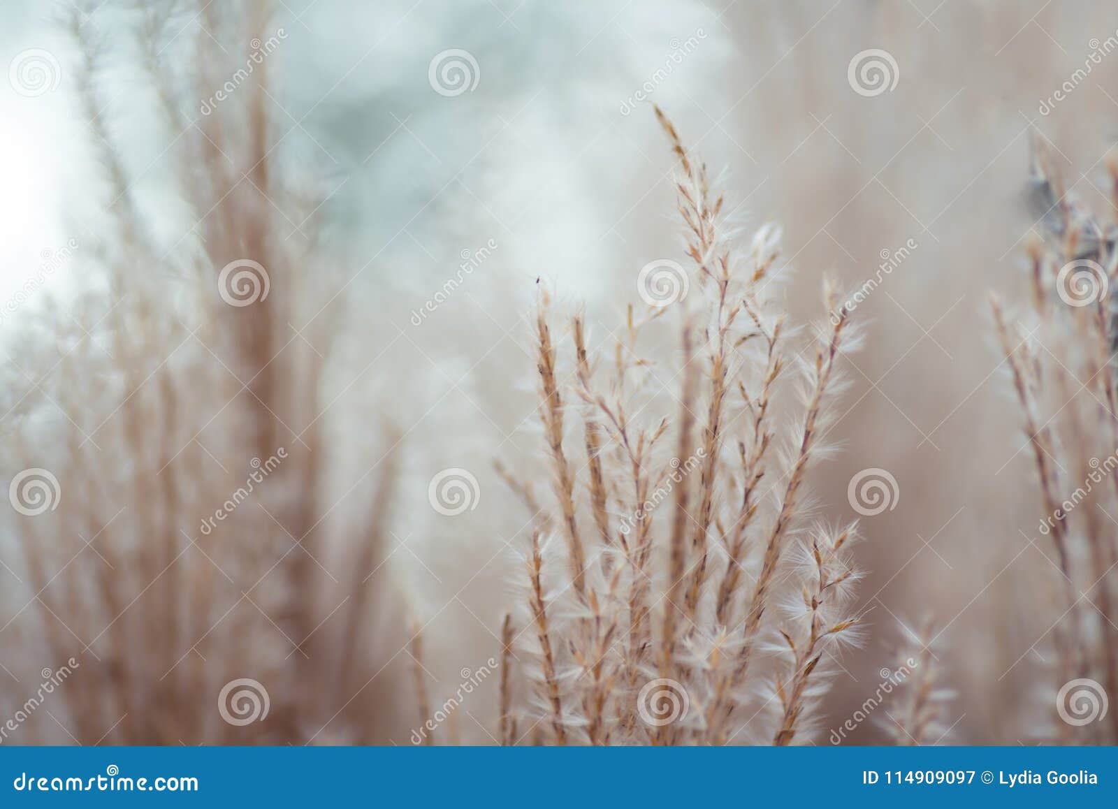 Heather grass plants stock image. Image of drive, blade - 114909097