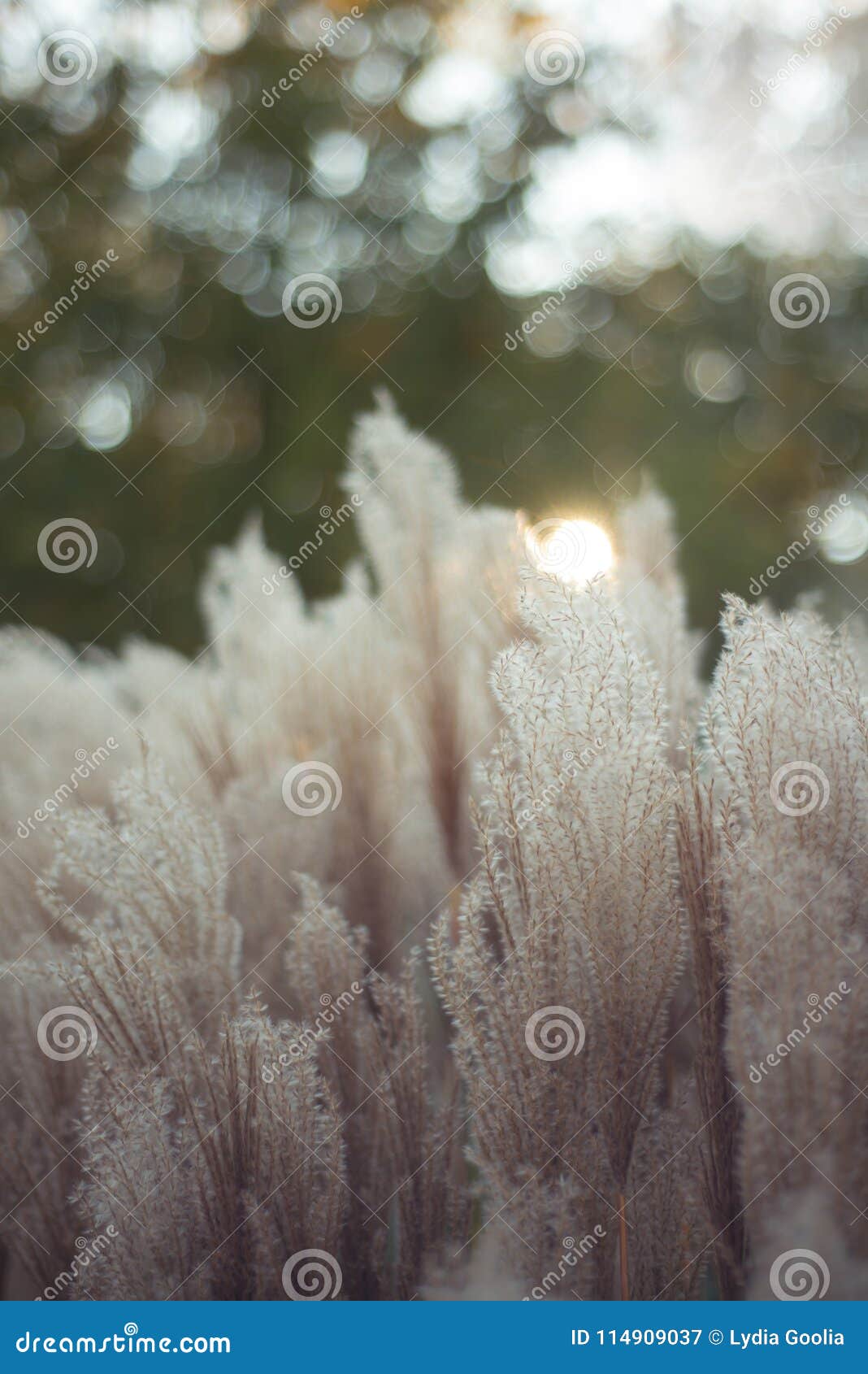 Heather grass plants stock image. Image of mead, blow - 114909037