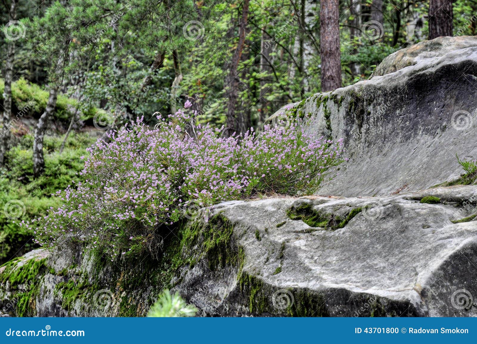 Heather growing in rocks stock photo. Image of heather - 43701800