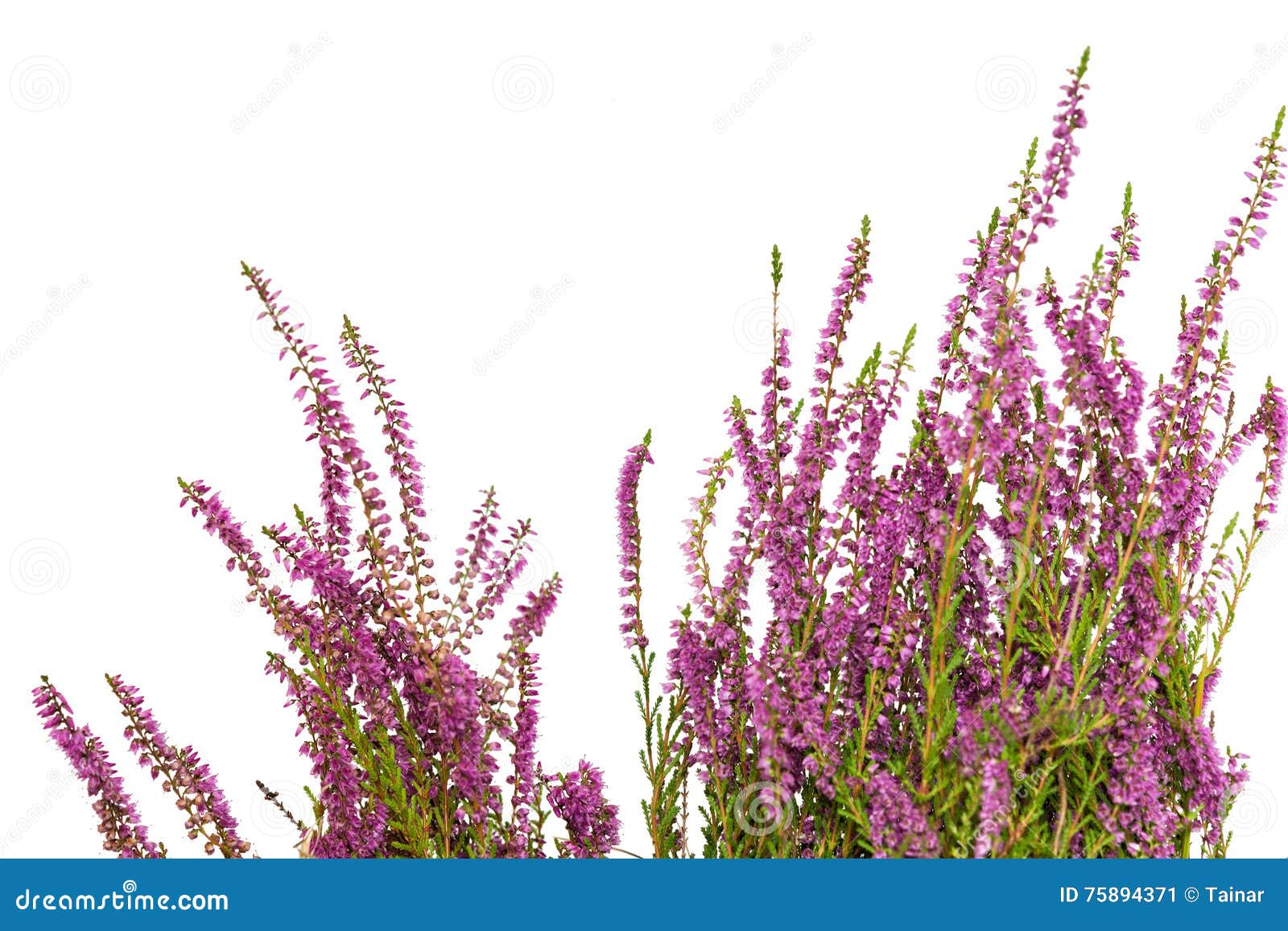Heather Isolated on White Background. Stock Image - Image of bush ...