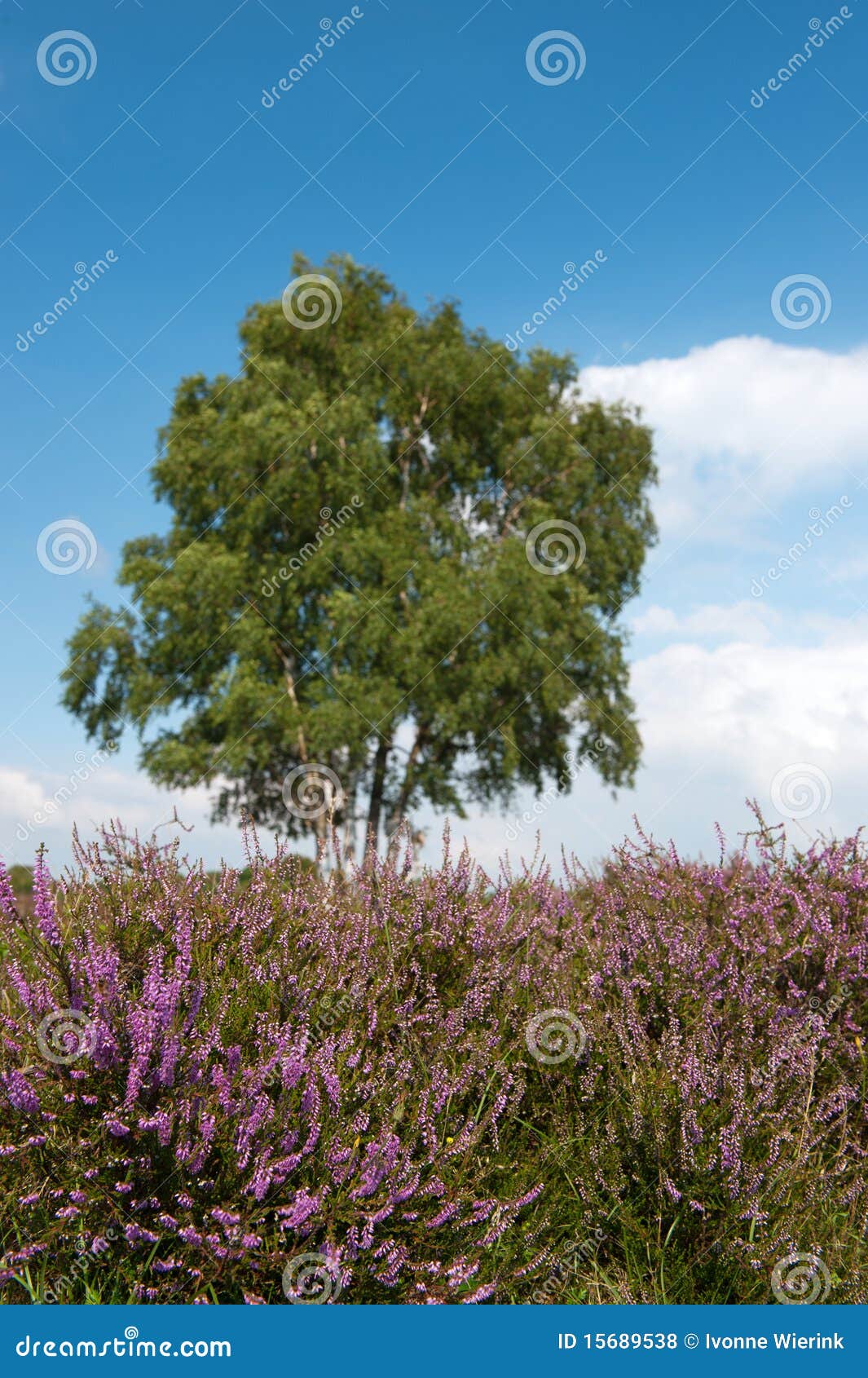 Heather landscape stock photo. Image of tree, heather - 15689538