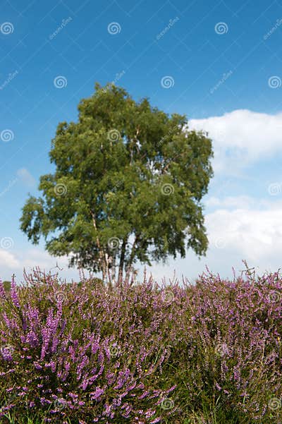 Heather landscape stock photo. Image of tree, heather - 15689538