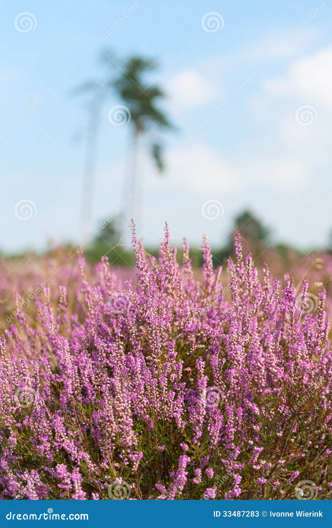 Heather in landscape stock image. Image of outdoors, purple - 33487283