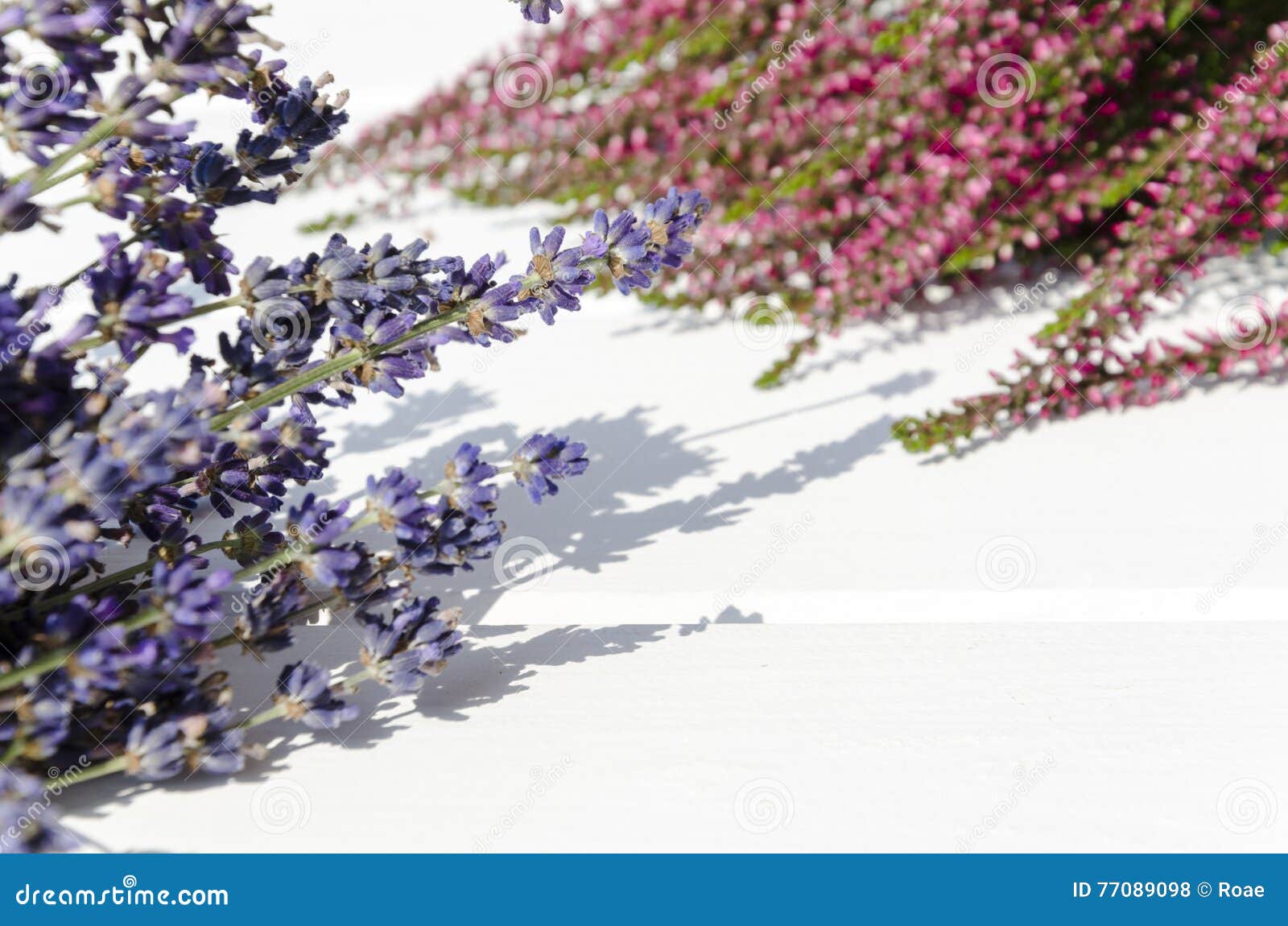 Heather and Lavender Flowers on White Background with Copy Spac Stock ...