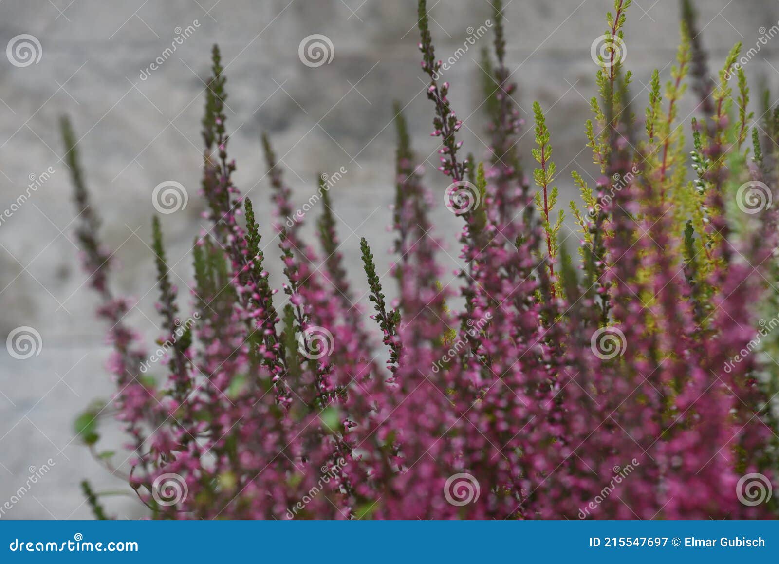 A heather or ling plant stock image. Image of diversity - 215547697
