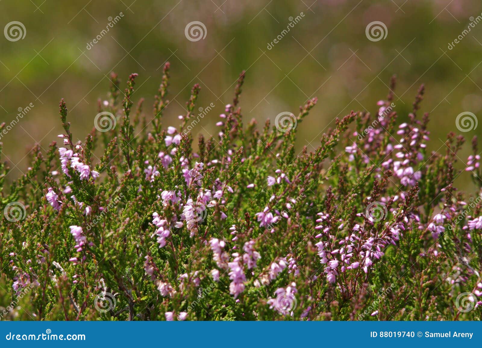 Heather or ling plant stock photo. Image of corolla, bloom - 88019740