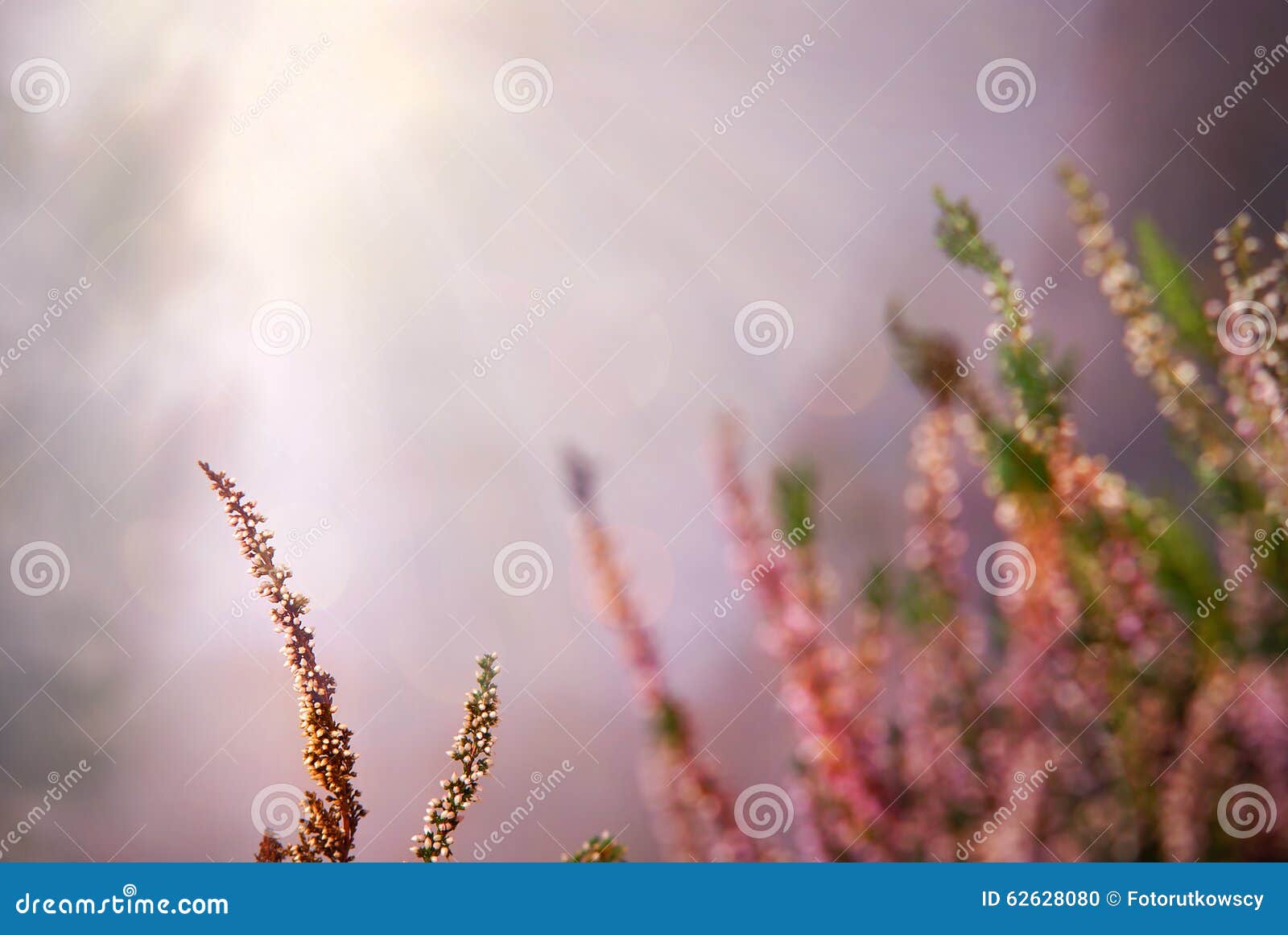 Heather Morning stock photo. Image of bright, garden - 62628080