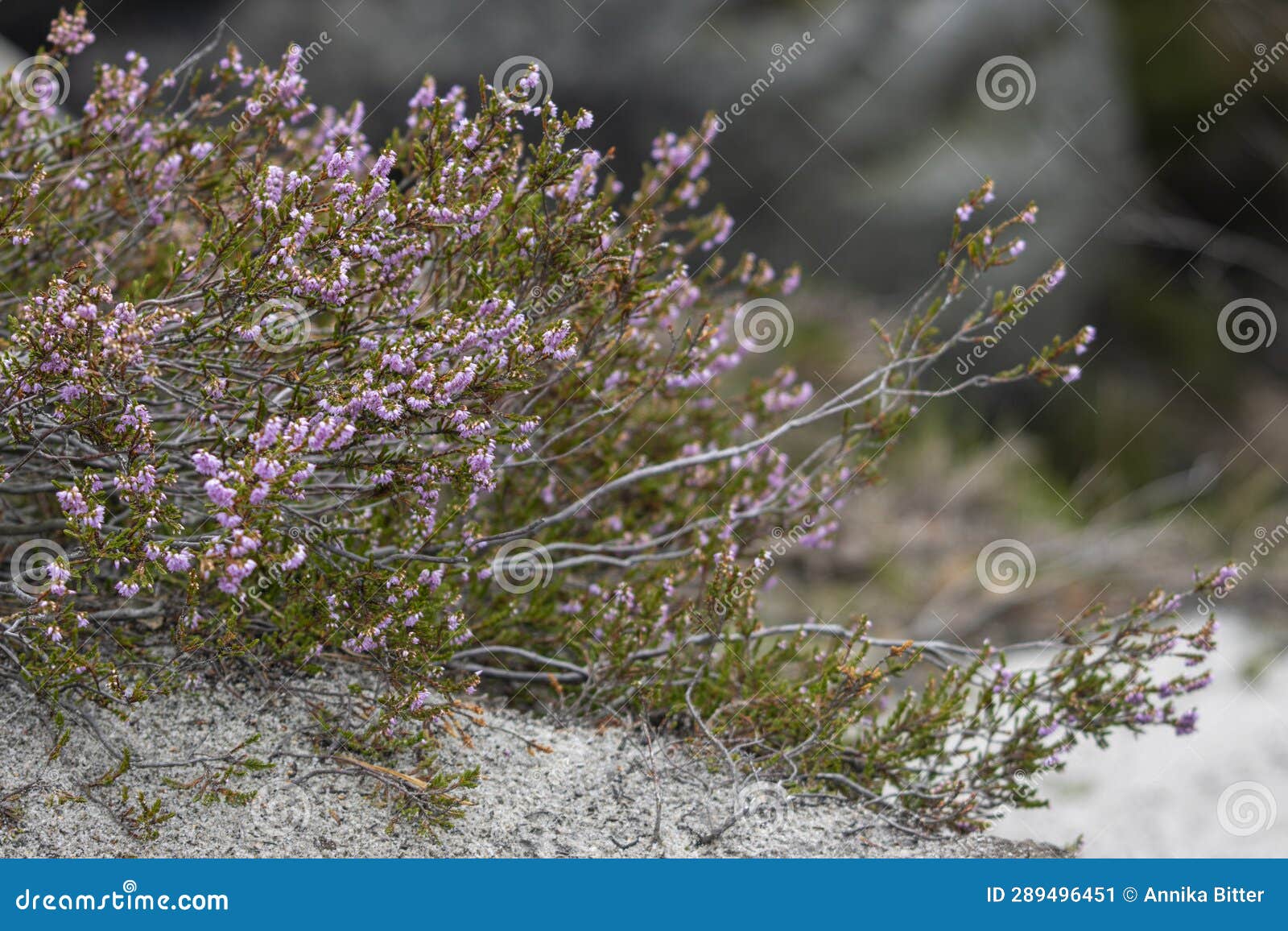 Heather in the Mountains in Sachsen Germany Stock Image - Image of ...