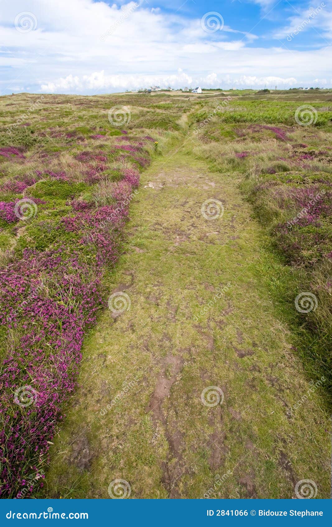 Heather path stock photo. Image of colored, moor, grass - 2841066