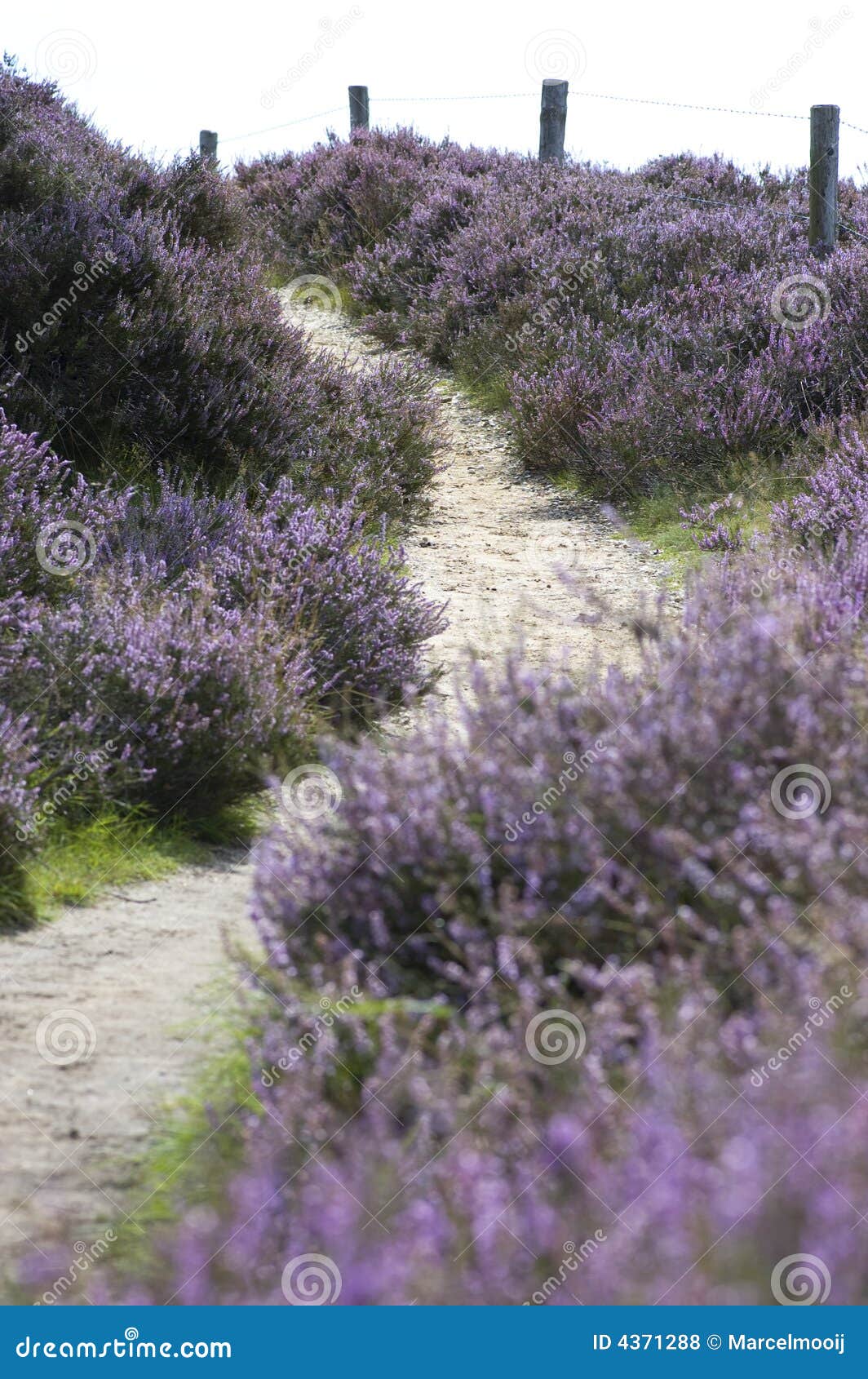 Heather Path stock photo. Image of holland, heather, environment - 4371288