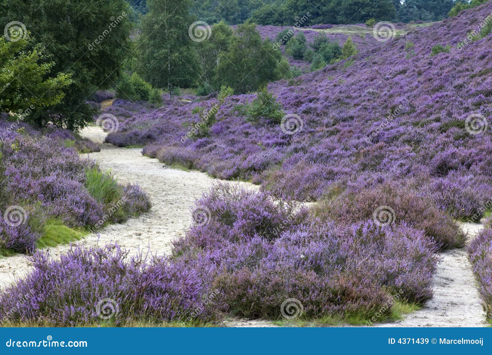 Heather Path stock image. Image of fine, dutch, erica - 4371439