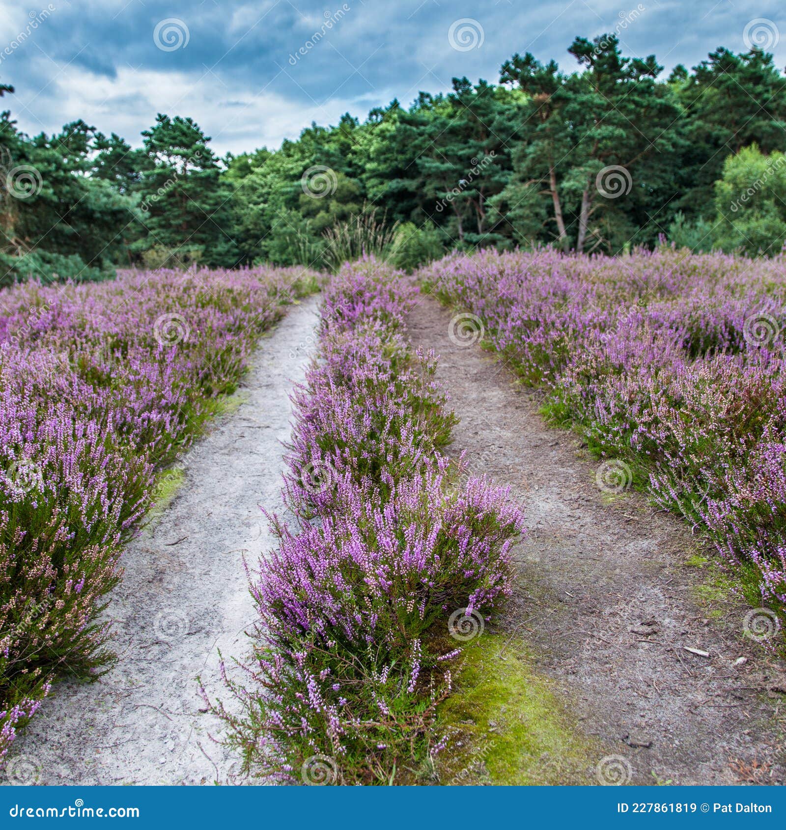 Heather Path Leading Towards a Forest Stock Image - Image of purple ...