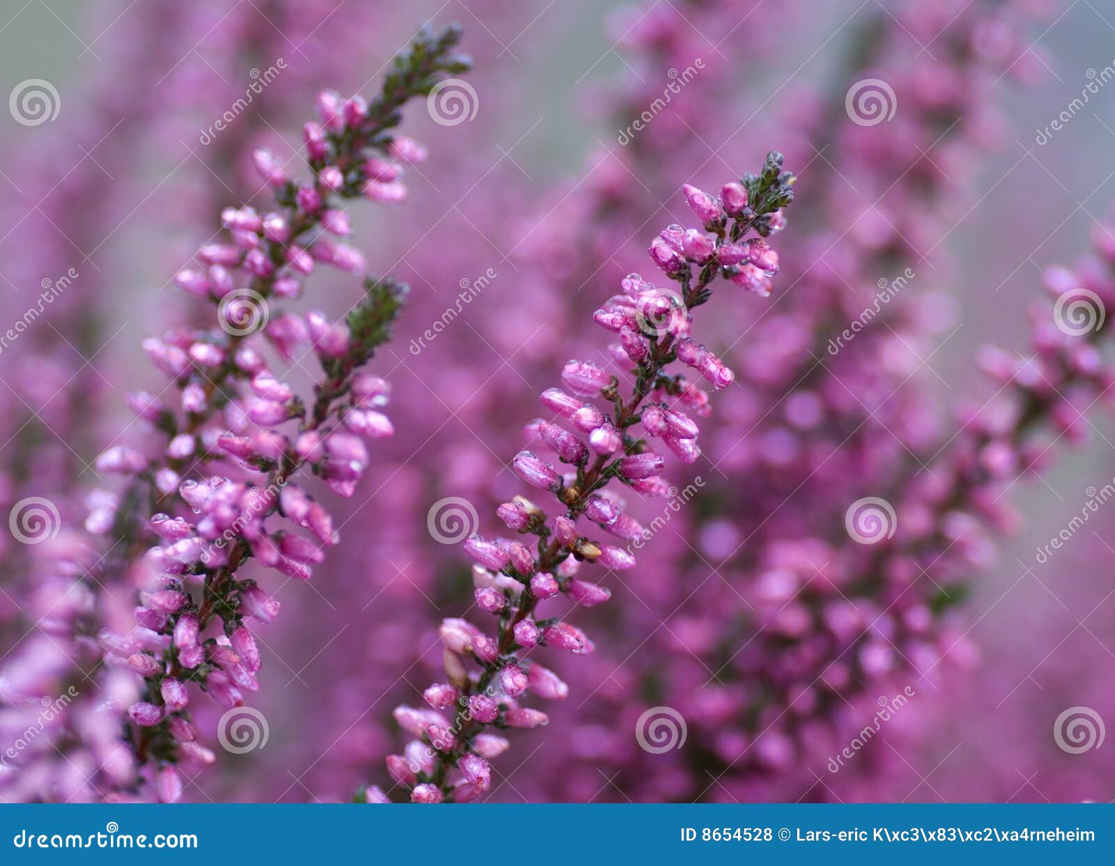 Heather in pink stock photo. Image of purple, vulgaris - 8654528