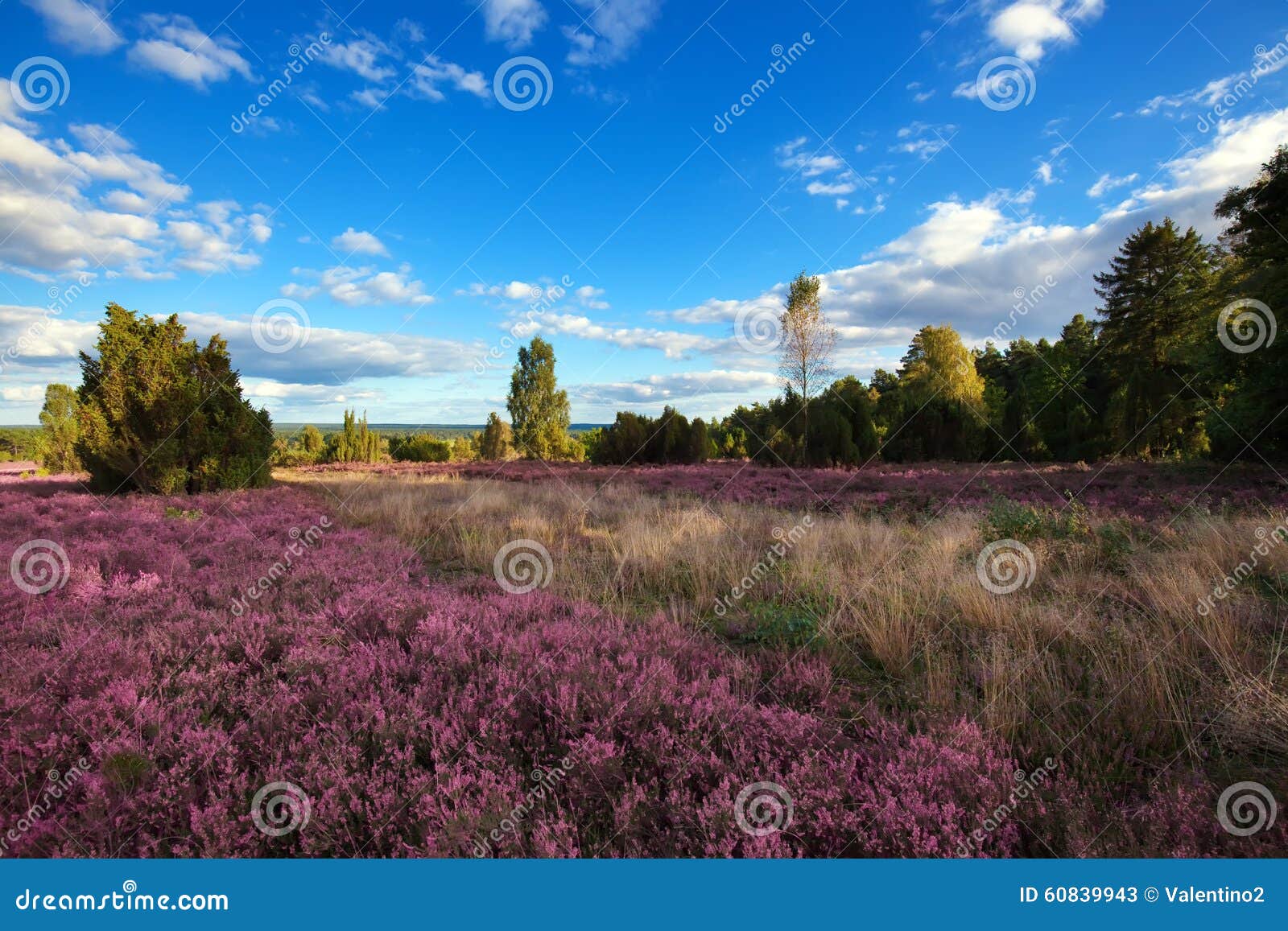 Heather stock image. Image of forest, erica, nature, calluna - 60839943