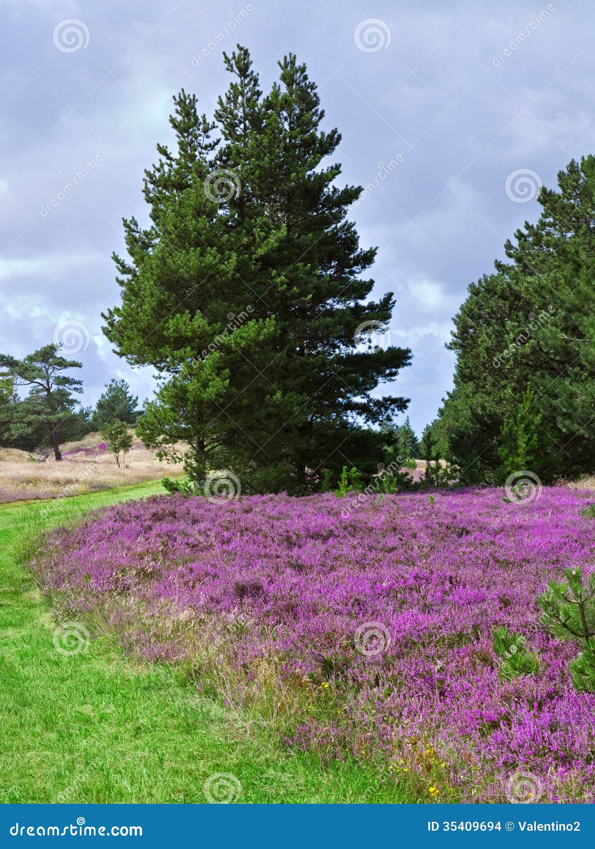 Heather stock photo. Image of trees, heather, landscape - 35409694
