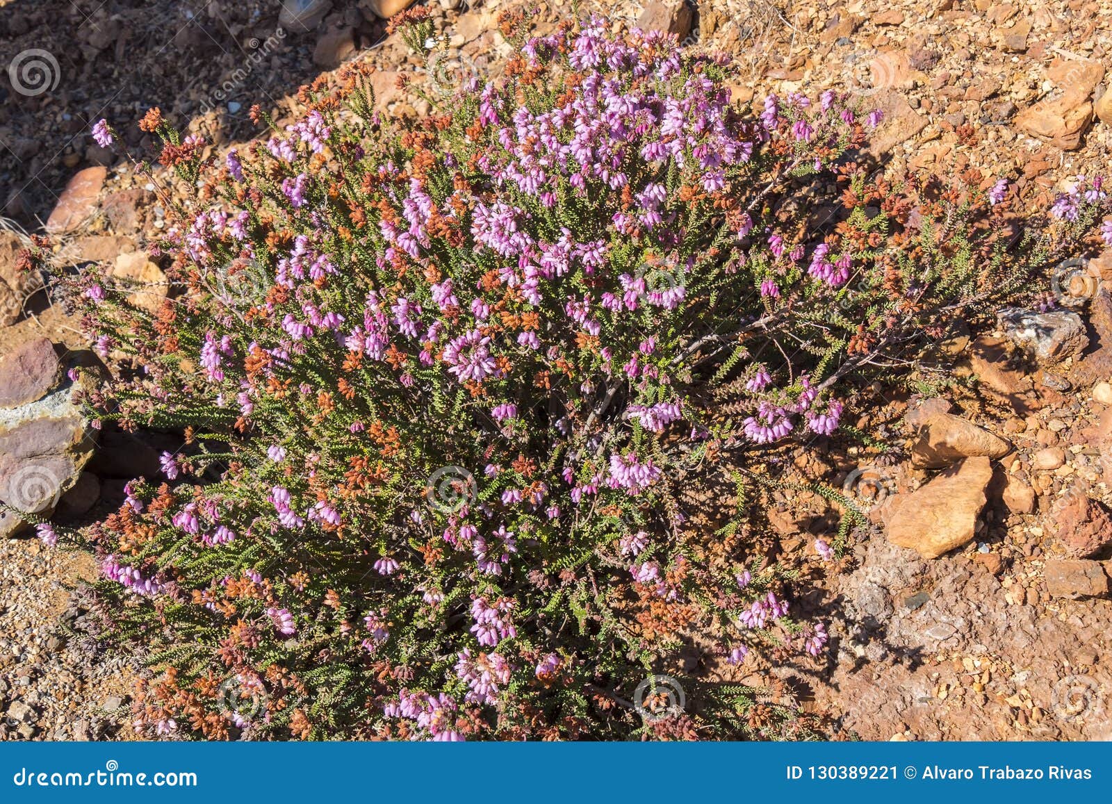 Heather Plant in Flower in Autumn Stock Image - Image of purple, leaf ...