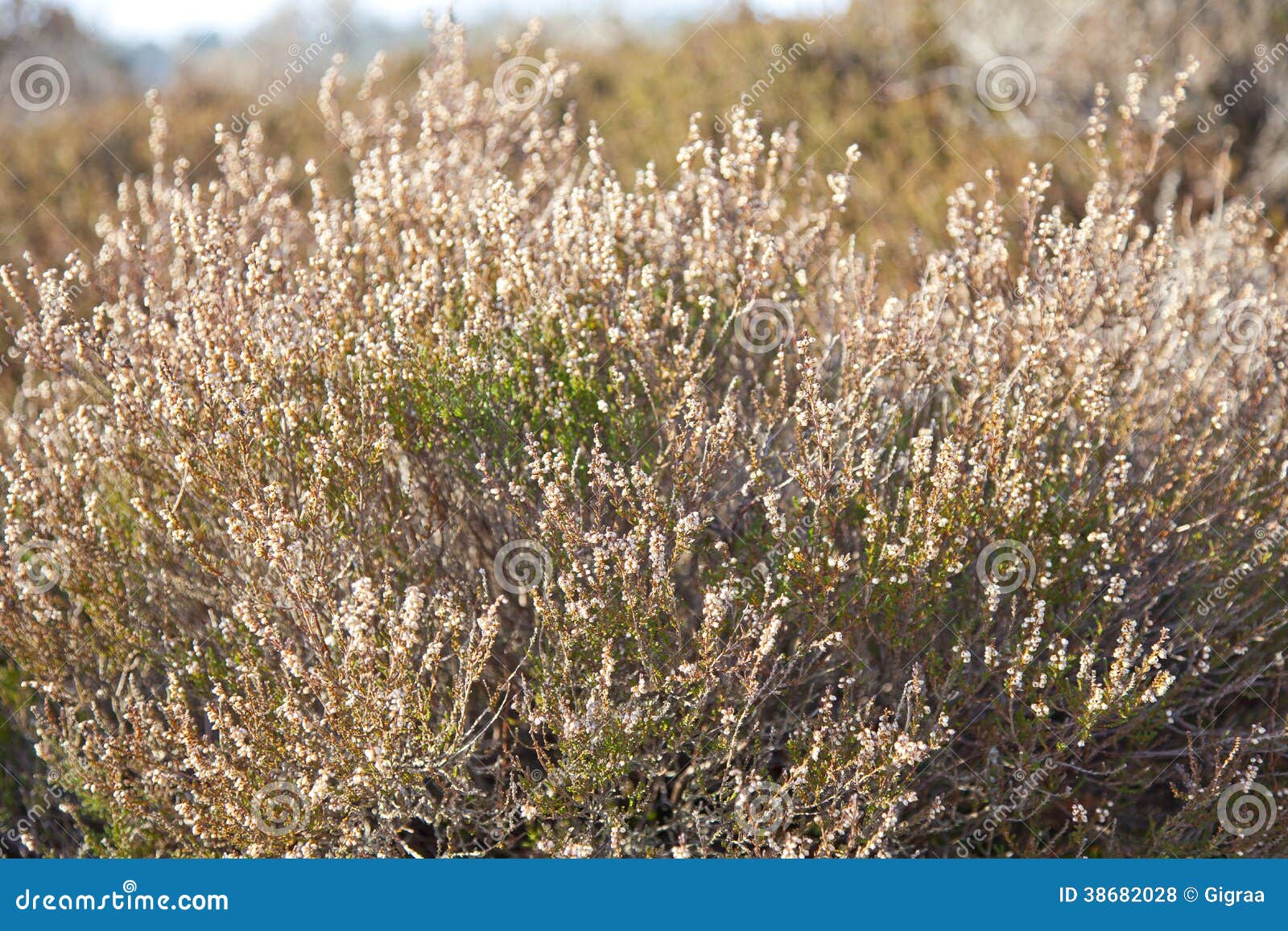 Heather Plant in Moorland in the Netherlands Stock Photo - Image of ...