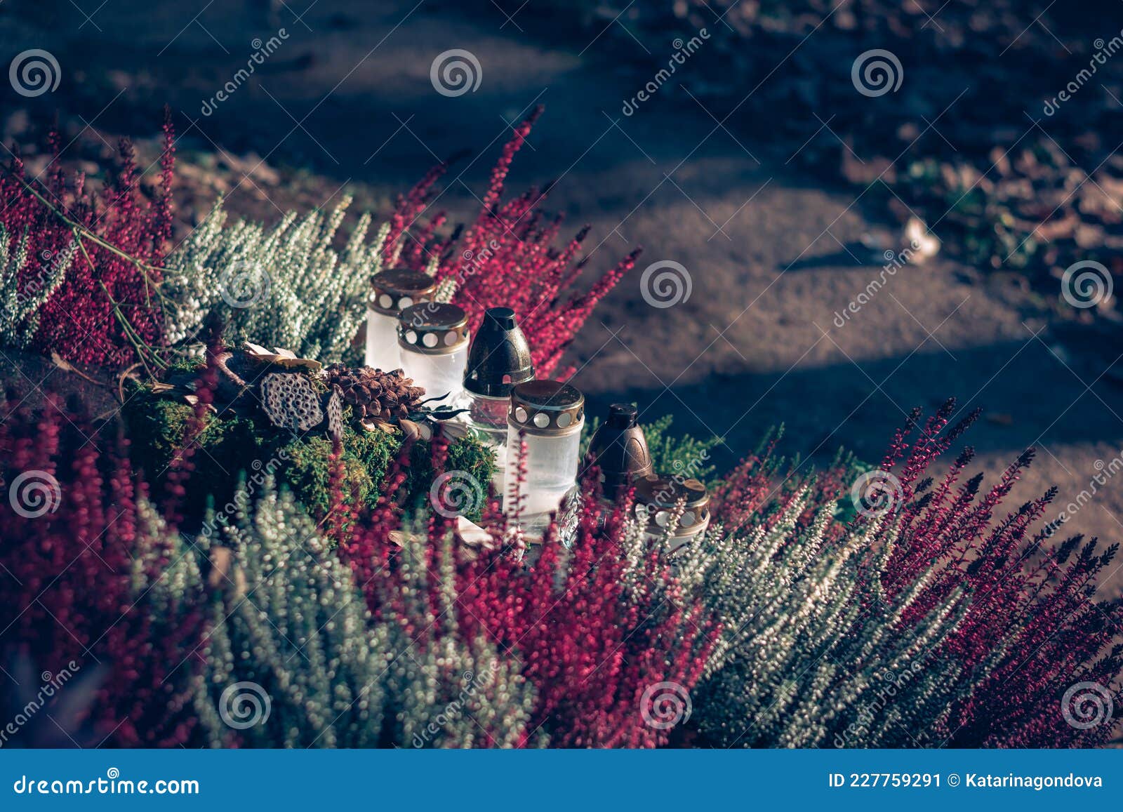 Heather Plant in Various Colors Stock Image - Image of moorland, field ...