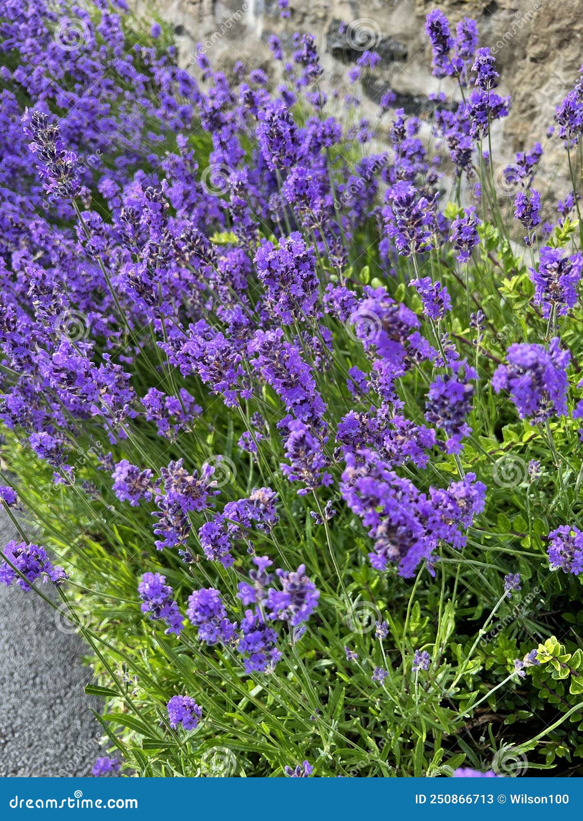 Heather Plants stock image. Image of growing, heather - 250866713