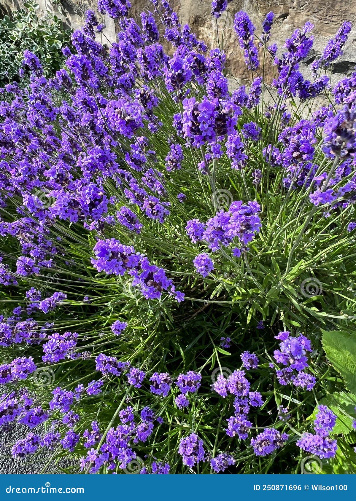 Heather Plants stock photo. Image of plants, plant, summer - 250871696