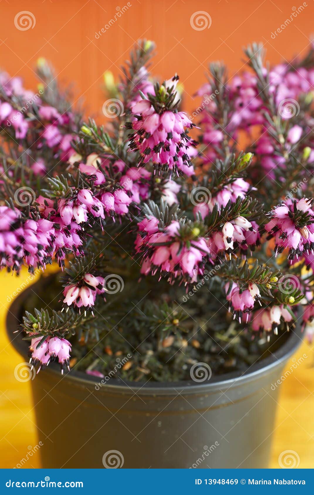 Heather in pot stock image. Image of nature, herb, freshness - 13948469