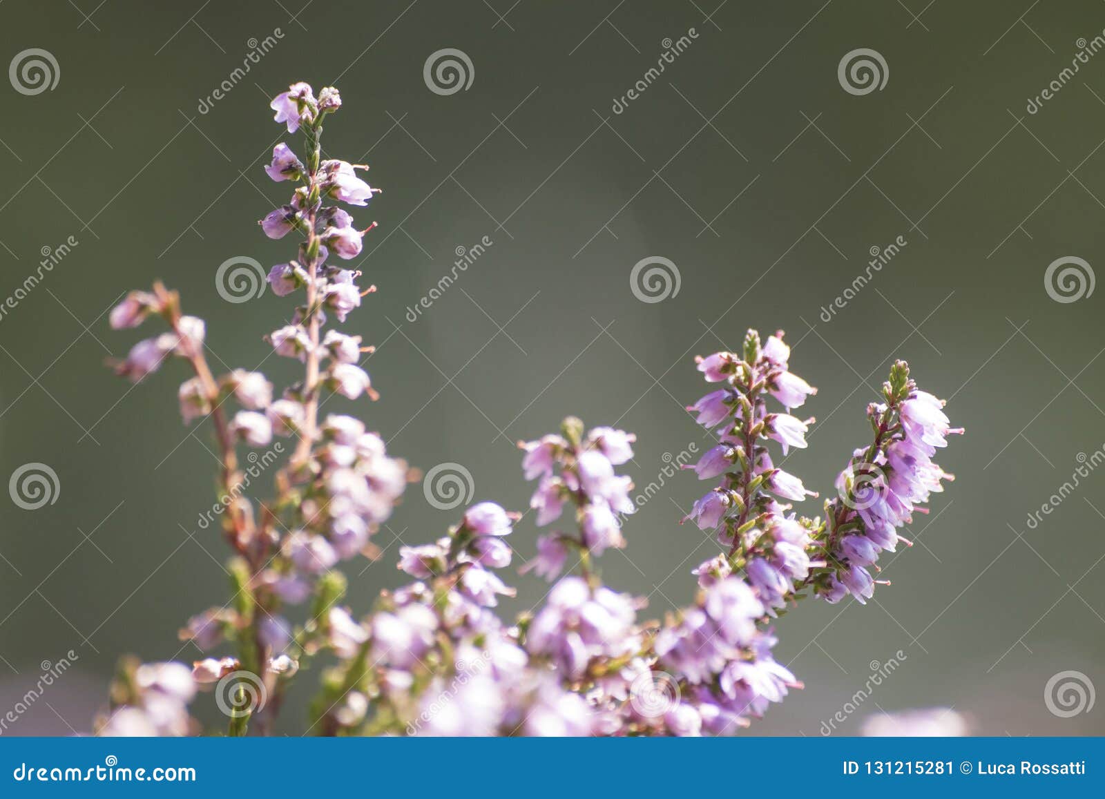 Heather Purple Erica Plant in Nature Stock Image - Image of plant ...