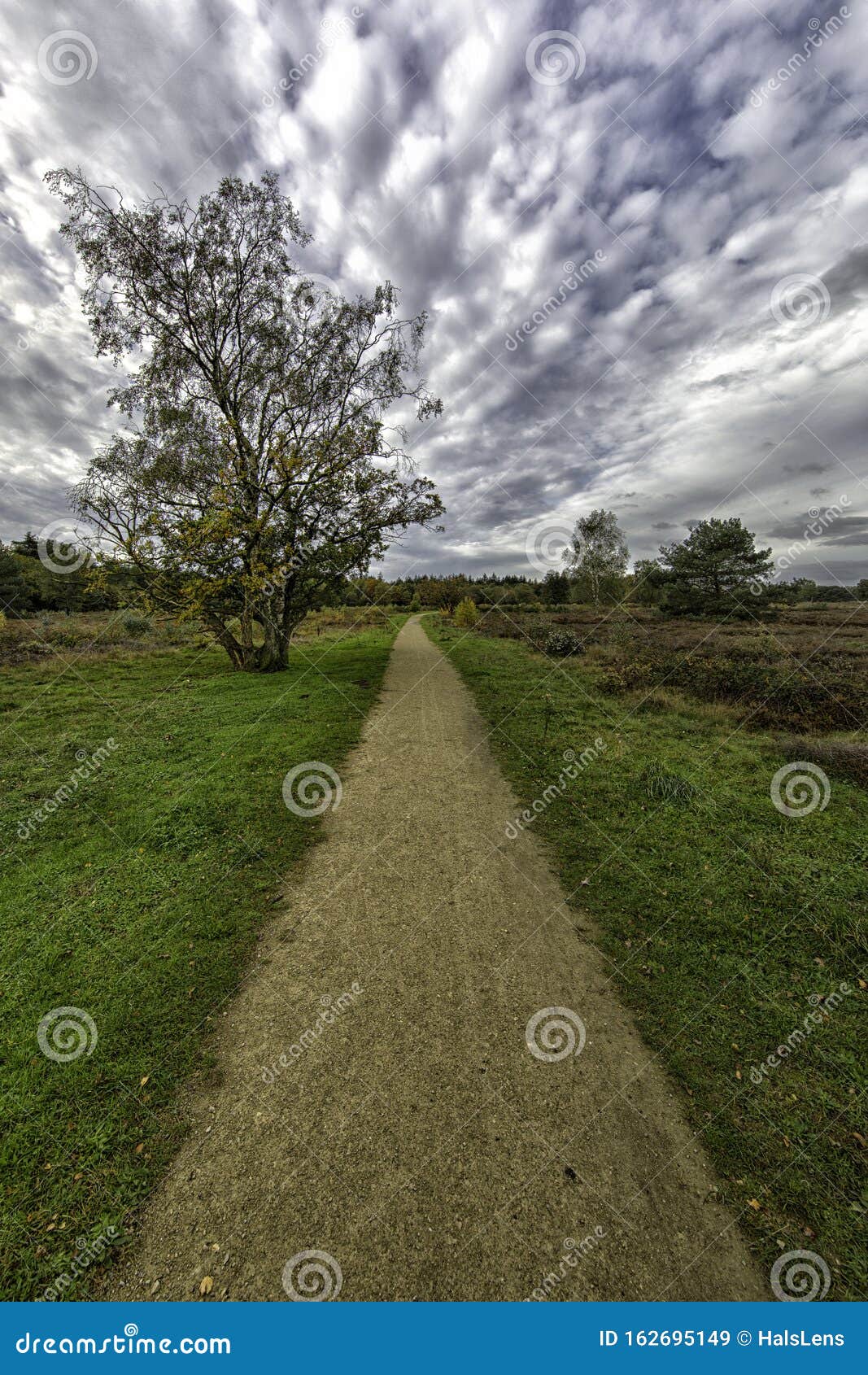 Heather road stock image. Image of beautiful, fall, deciduous - 162695149