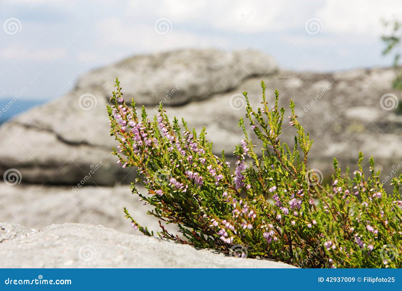 Heather on the rock stock image. Image of protection - 42937009