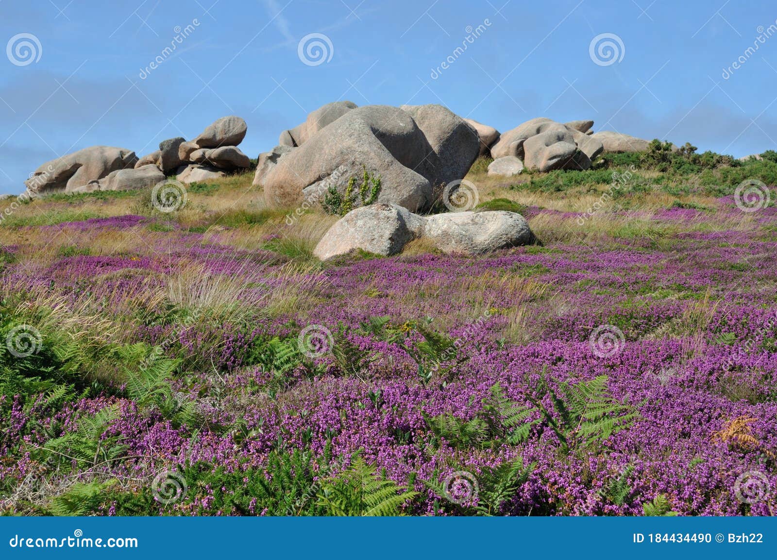 Heather and Rock on the Pink Granite Coast in Brittany Stock Photo ...