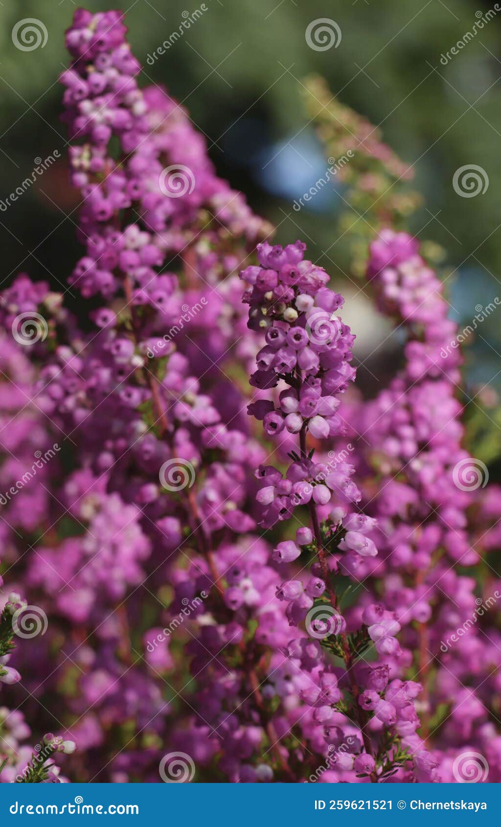 Heather Shrub with Blooming Flowers Outdoors, Closeup Stock Image ...