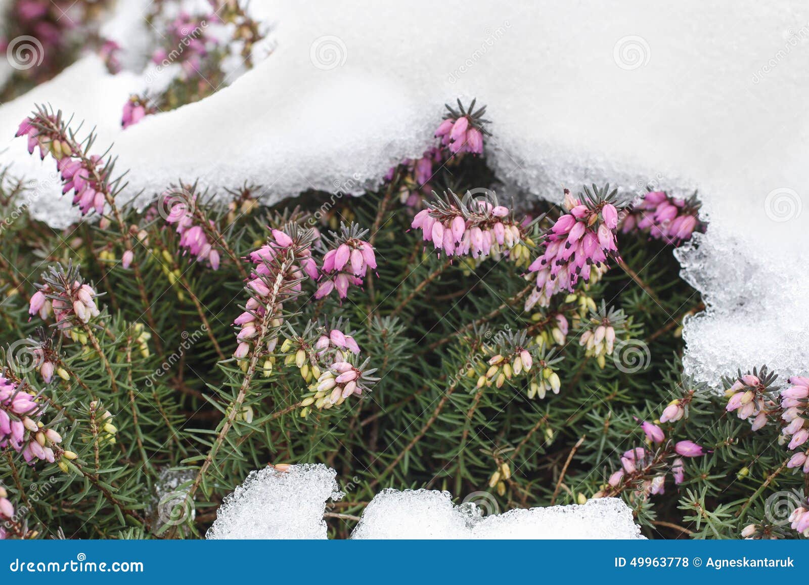 Heather on snow stock photo. Image of macro, close, season - 49963778