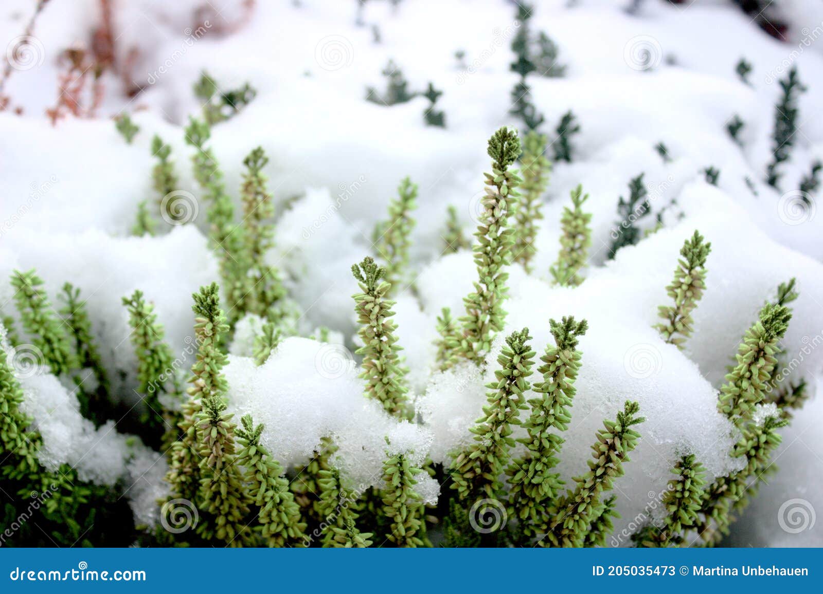 Heather in the Snow in the Winter Stock Image - Image of flora, autumn ...