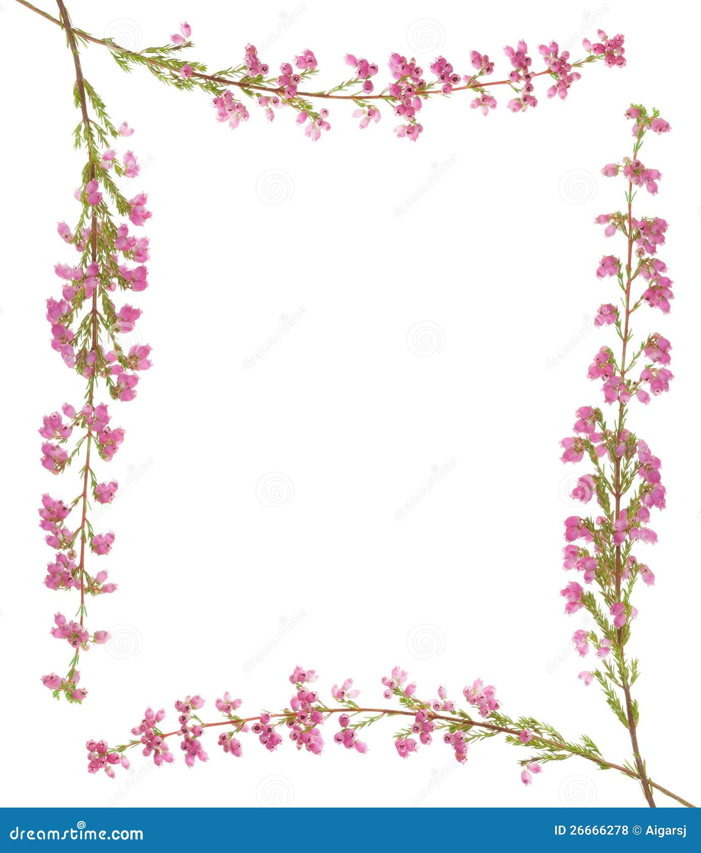 Heather sprig stock photo. Image of macro, color, flora - 26666278