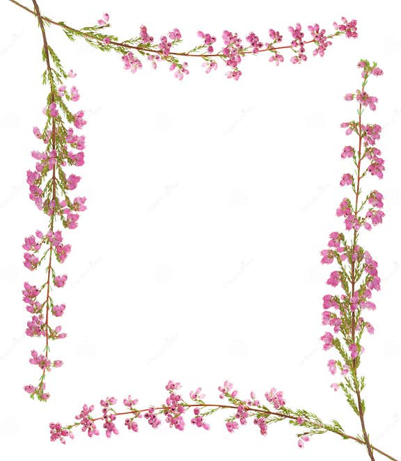 Heather sprig stock photo. Image of macro, color, flora - 26666278