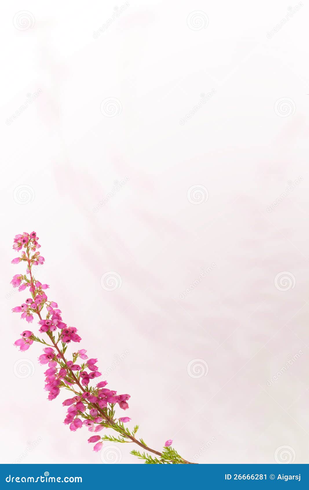 Heather sprig stock image. Image of erica, grass, blooming - 26666281