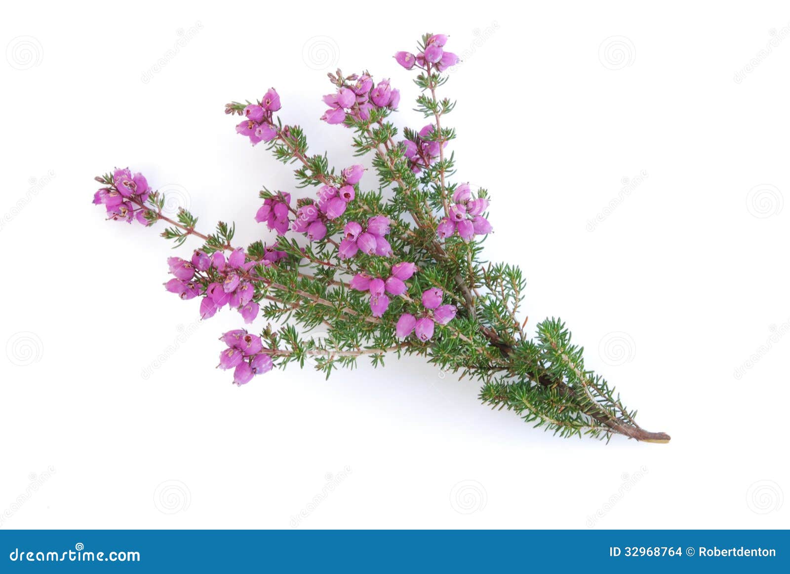 Heather stock photo. Image of perennial, plant, ericaceae - 32968764