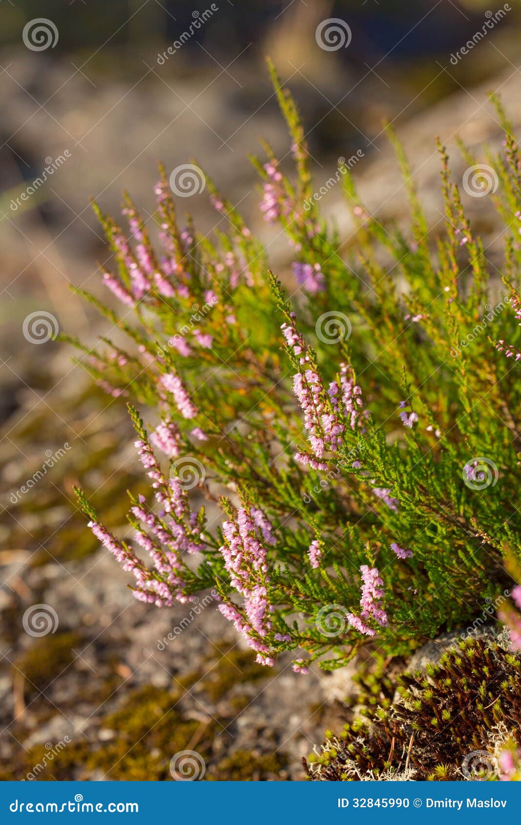 Heather in the summer stock photo. Image of blossom, sunlight - 32845990