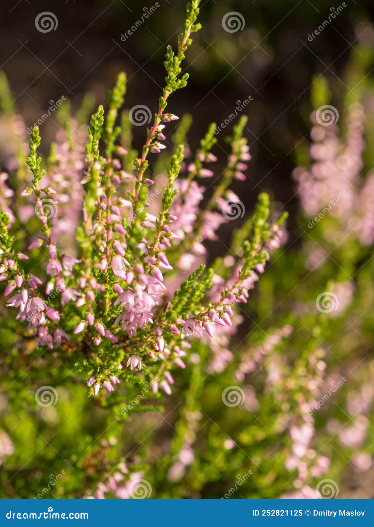 Heather in summer close up stock image. Image of blossom - 252821125