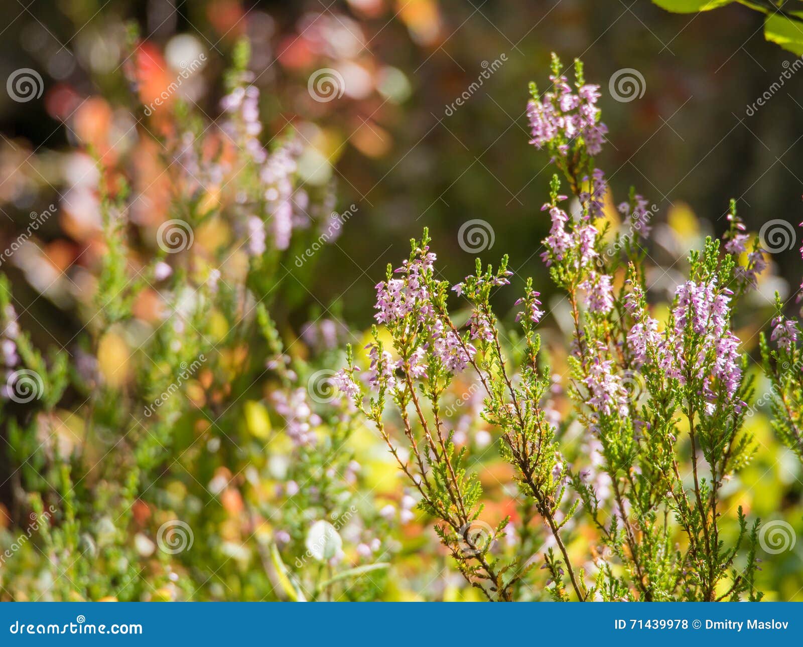 Heather in a sunny summer stock photo. Image of sunlight - 71439978