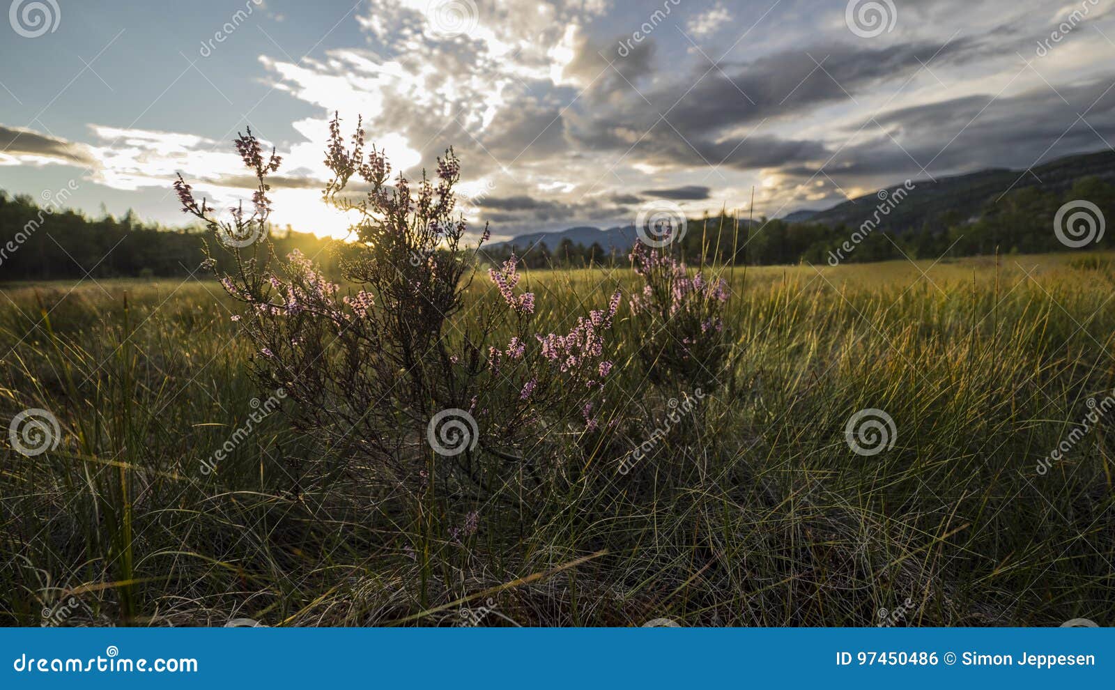 Heather and sunset stock photo. Image of cloud, vulgaris - 97450486